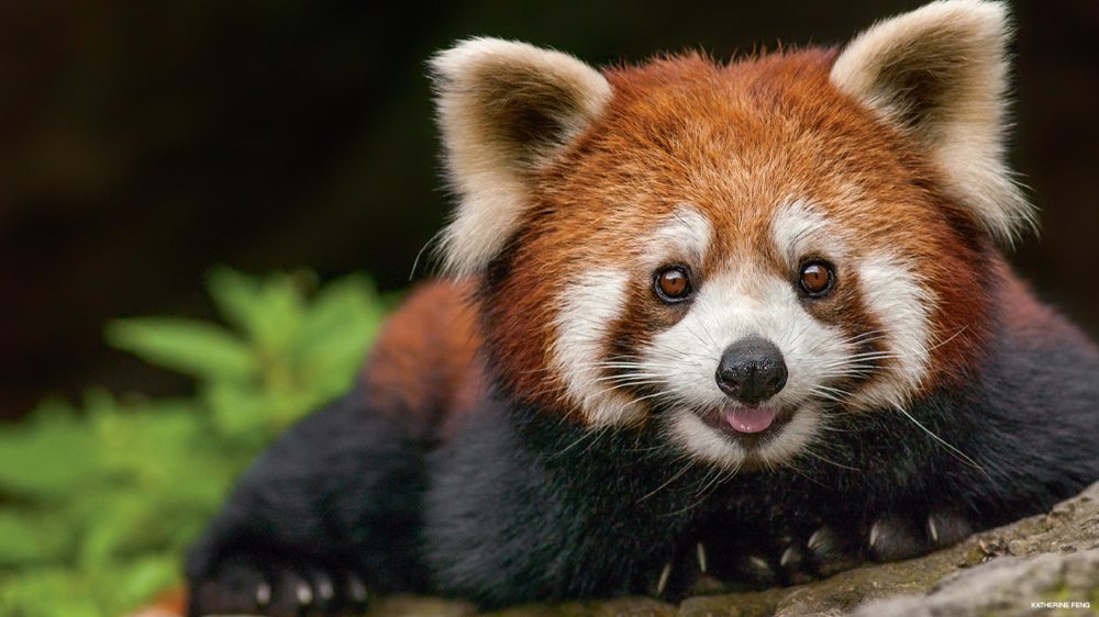 Episode #4x34: Red Panda Surprise